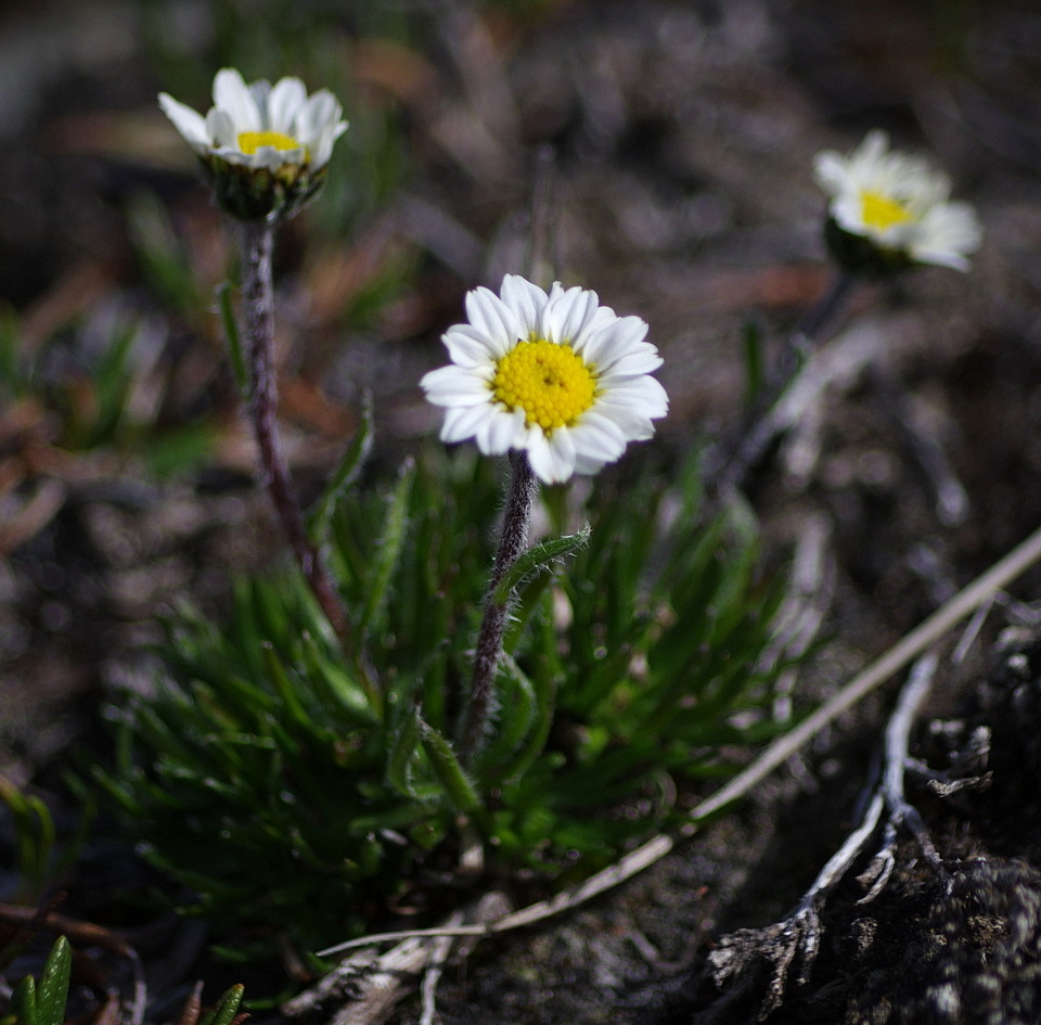 Arctanthemum integrifolium (Richards.) Tzvelev