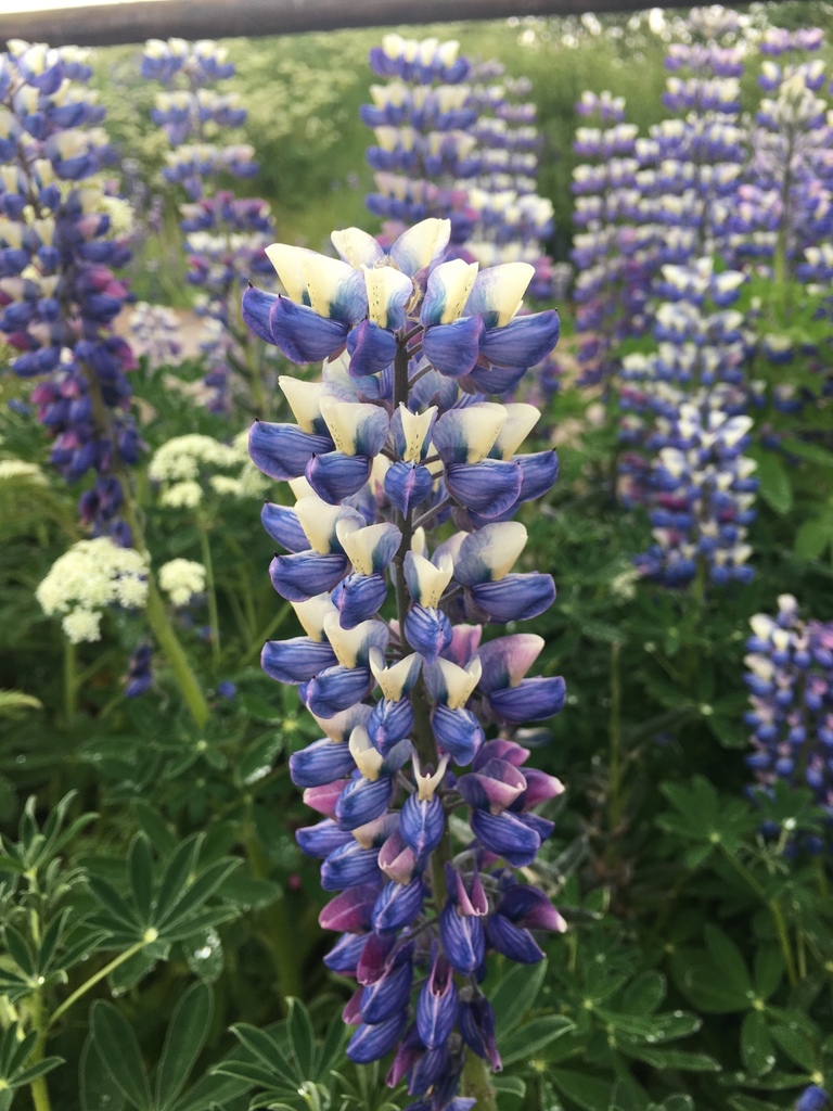 Nootka Lupine (Lupinus nootkatensis) - Botanical Realm