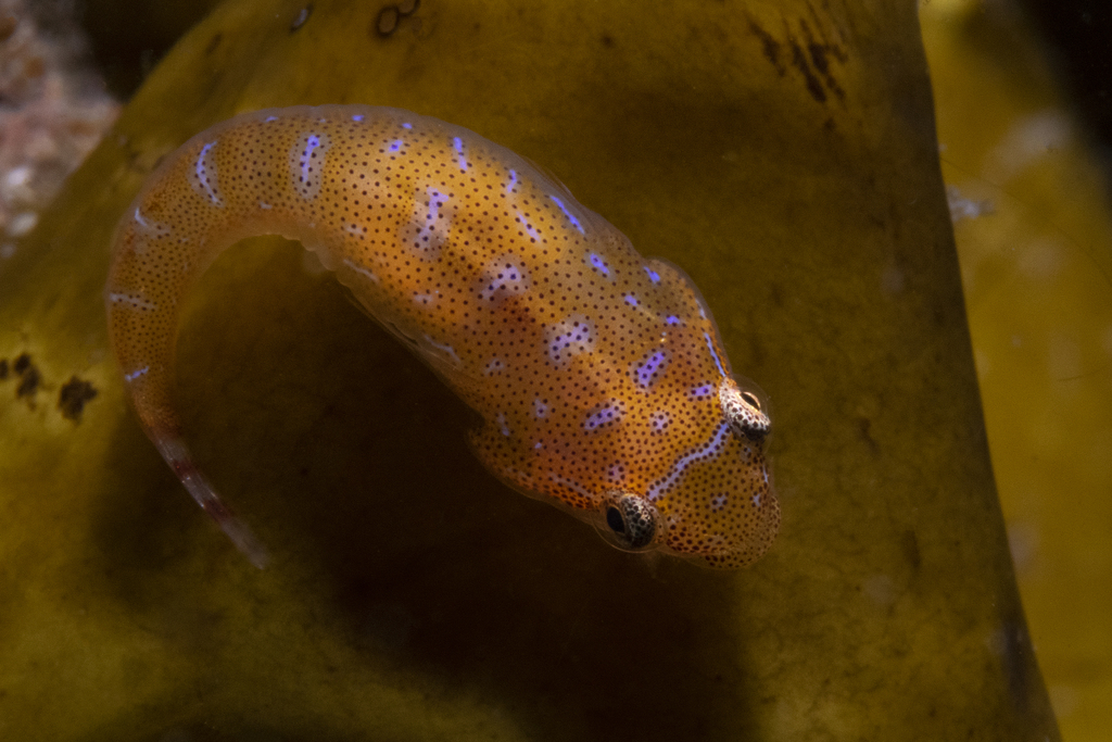 Eastern Cleaner Clingfish (Fish of Randwick Council costal area: Coogee ...