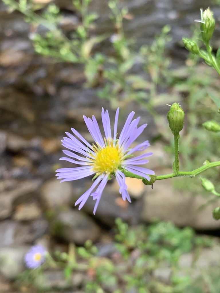 smooth blue aster from Great Smoky Mountains National Park, Cherokee, NC, US on September 14 ...