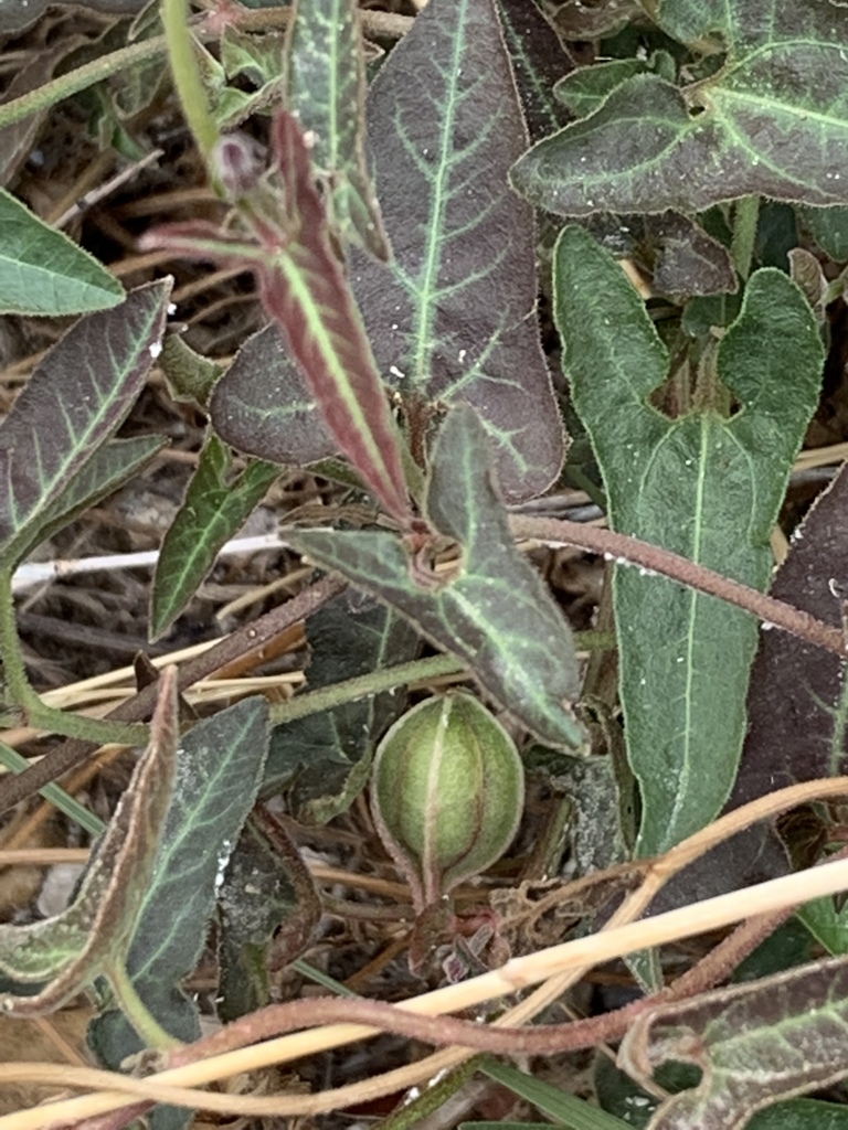 southwestern pipevine from Tonto National Forest, Superior, AZ, US on ...