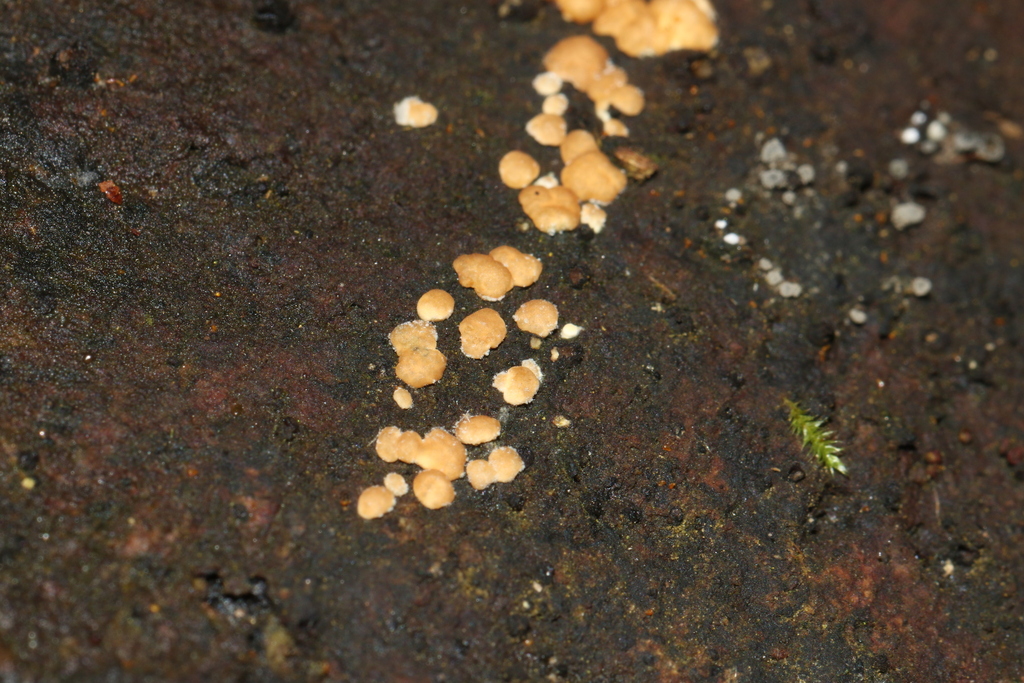 Trichoderma from Balook VIC 3971, Australia on May 31, 2025 at 12:06 PM ...