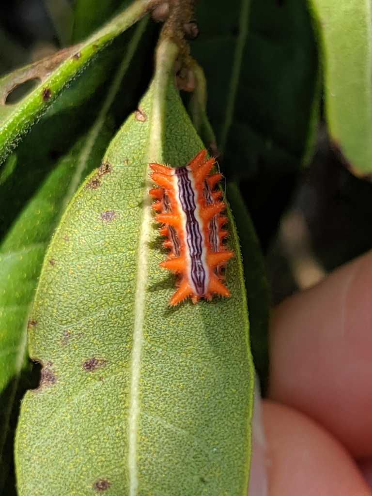 Stinging Rose Caterpillar Moth from Cape May, NJ 08204, USA on ...