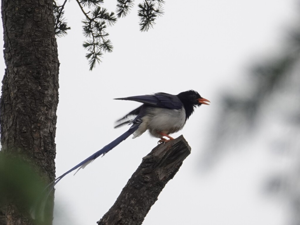 Red-billed Blue-Magpie from Pine Tree Villa, Sargheen, Shimla, Himachal ...