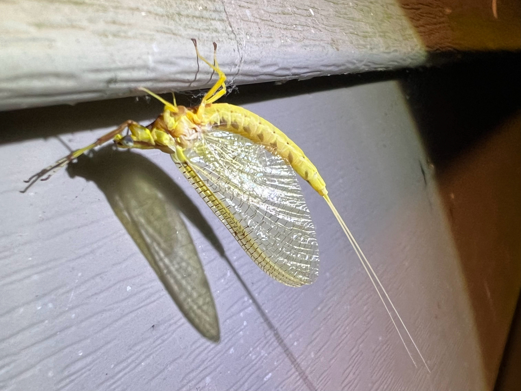 Giant Mayfly from N County Road 2080E, Ashmore, IL, US on May 31, 2025 ...