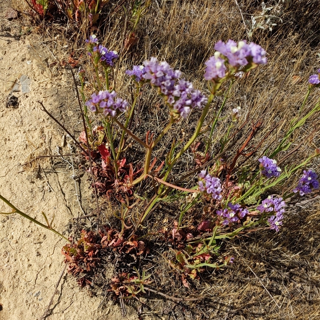 Blue statice from Corona, CA 92882, USA on May 31, 2025 at 08:47 AM by ...