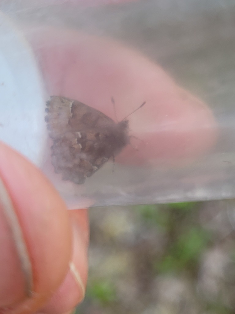 Bog Elfin from Prince Edward Island, Canada on May 28, 2025 at 03:26 PM ...