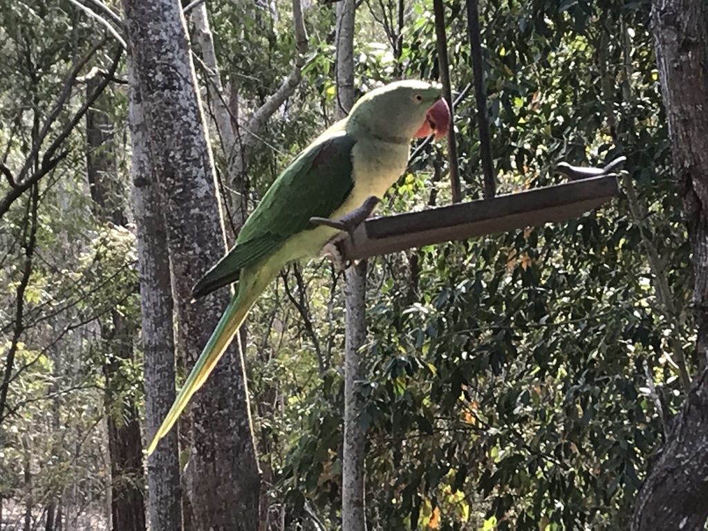 Alexandrine Parakeet from Airlie Road, Pullenvale, QLD, AU on September ...