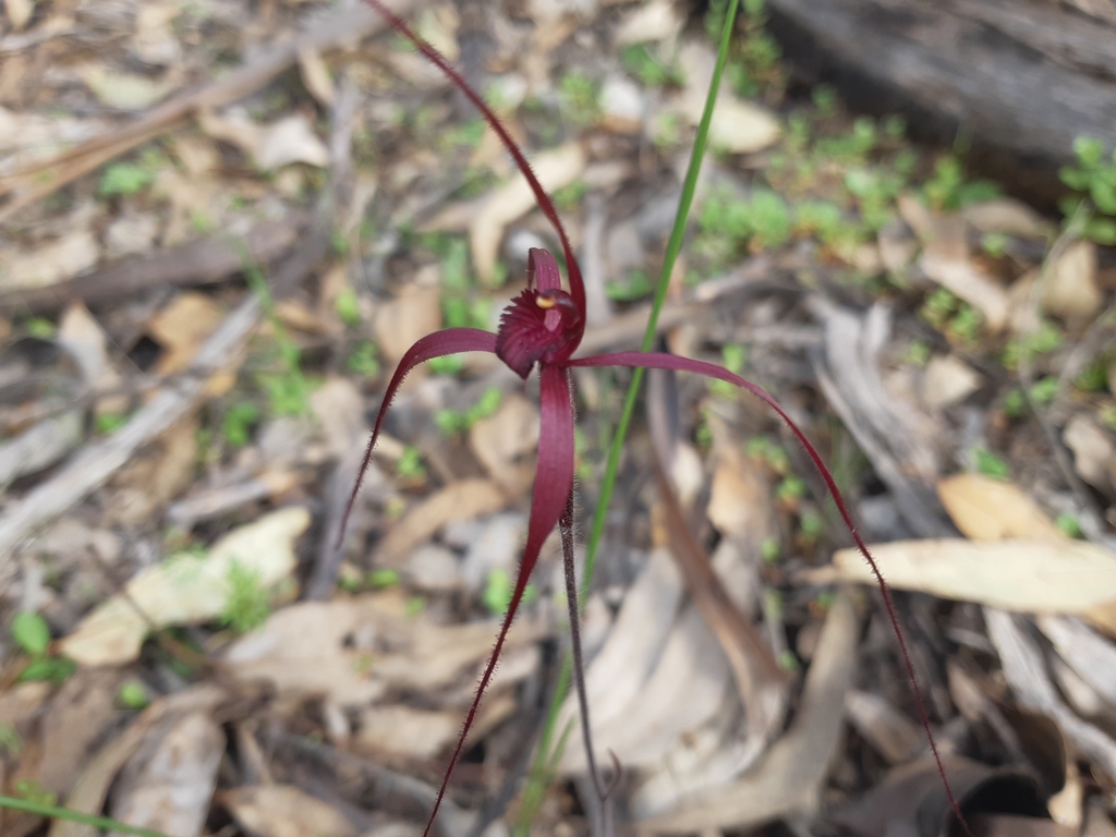 Blood spider orchid in September 2019 by Ray Turnbull · iNaturalist