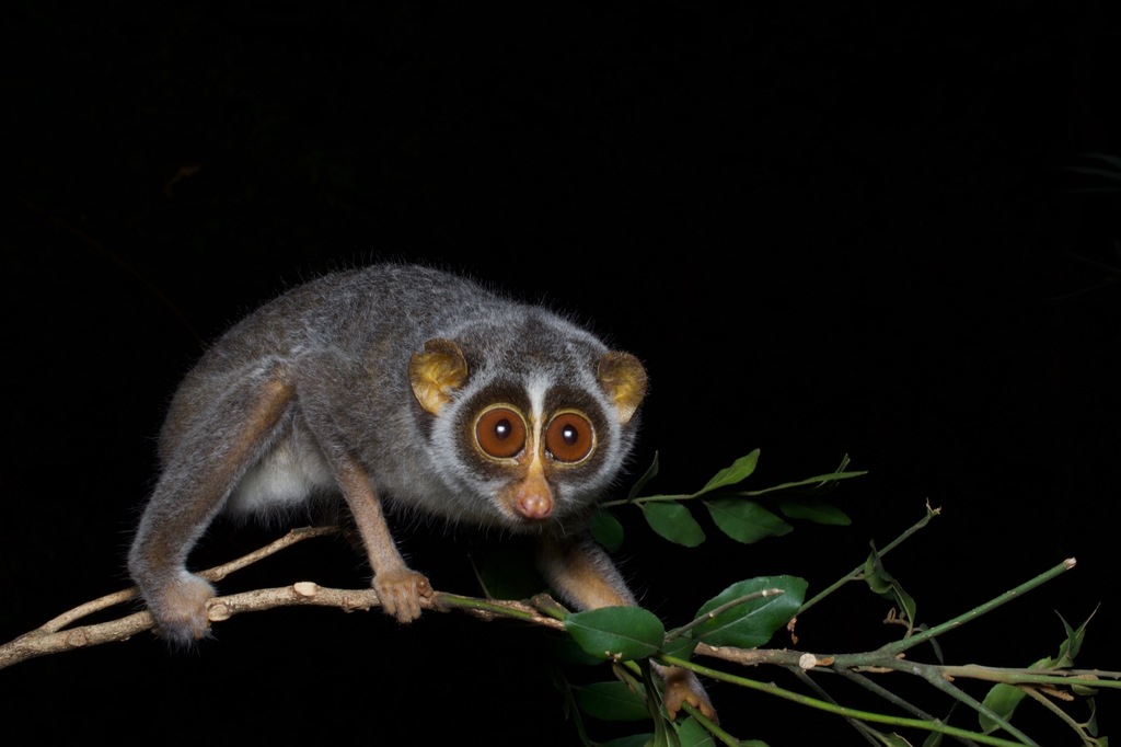 Grey Slender Loris (Loris lydekkerianus) - Know Your Mammals