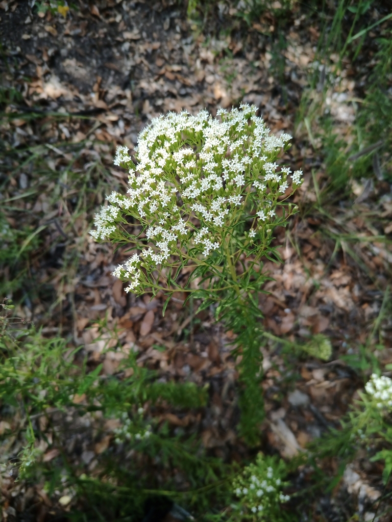 Sawtooth Candyleaf in September 2024 by Mauricio Alejandro Montes Ojeda ...