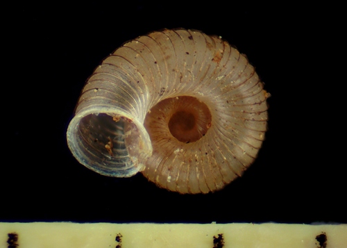 Thinlip Vallonia (Vallonia perspectiva)