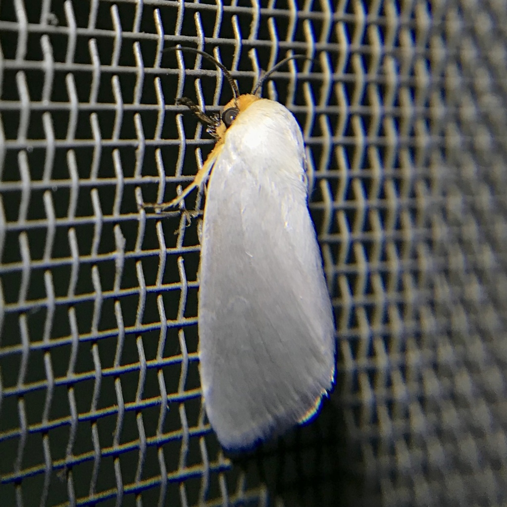 White Flower Moth in September 2019 by John Trent · iNaturalist