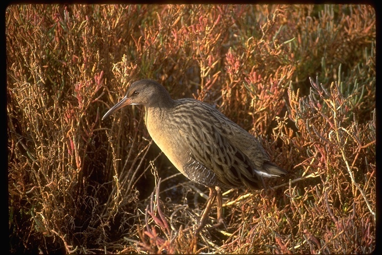 California Clapper Rail (Don Edwards San Francisco Bay National ...