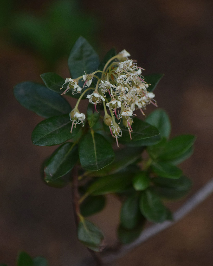 Western Labrador Tea from Alpine County, CA, USA on September 10, 2019 ...