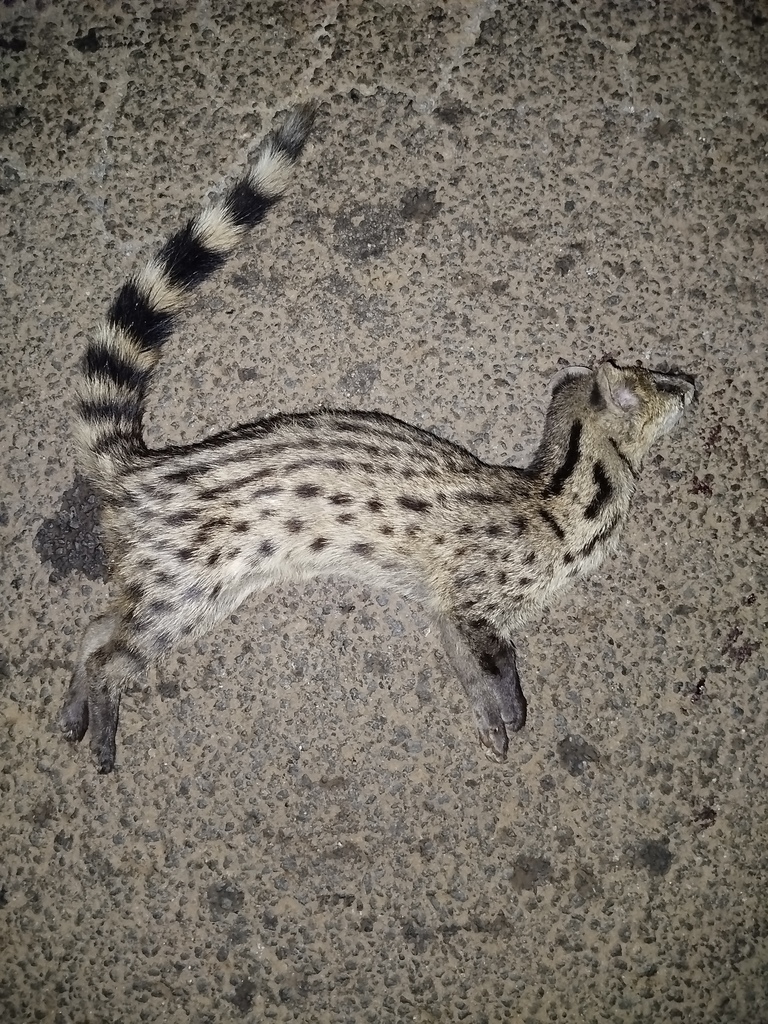 Small Indian Civet from Tsingoni 97680, Mayotte on June 01, 2025 at 12: ...