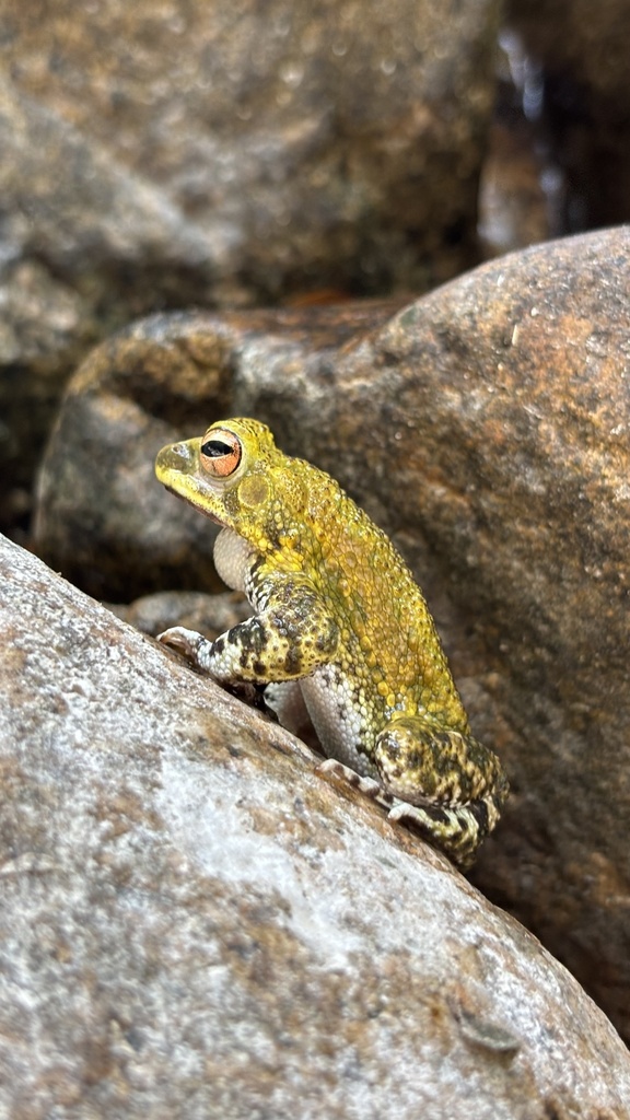 Marbled Toad from Puerto Vallarta, Jal., MX on May 31, 2025 at 12:26 PM ...