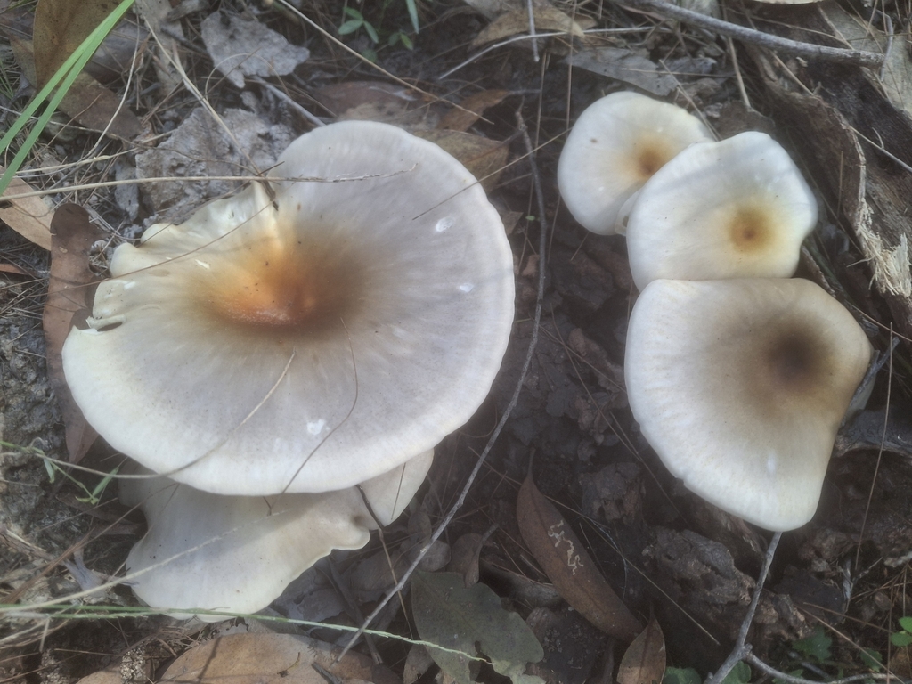 ghost fungus from Sheldon QLD 4157, Australia on May 27, 2025 at 10:58 ...