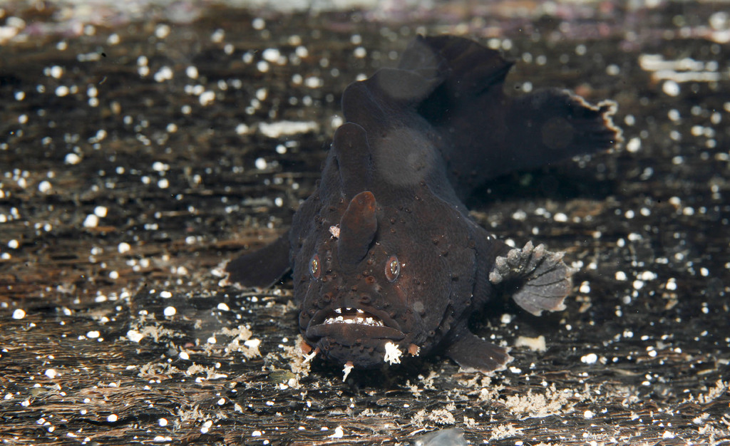 Whitespotted Anglerfish from South Australia, Australia on December 20 ...