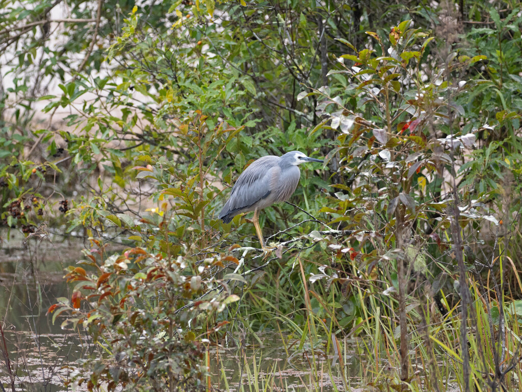 White-faced Heron from Newcastle NSW, Australia on May 30, 2025 at 06: ...