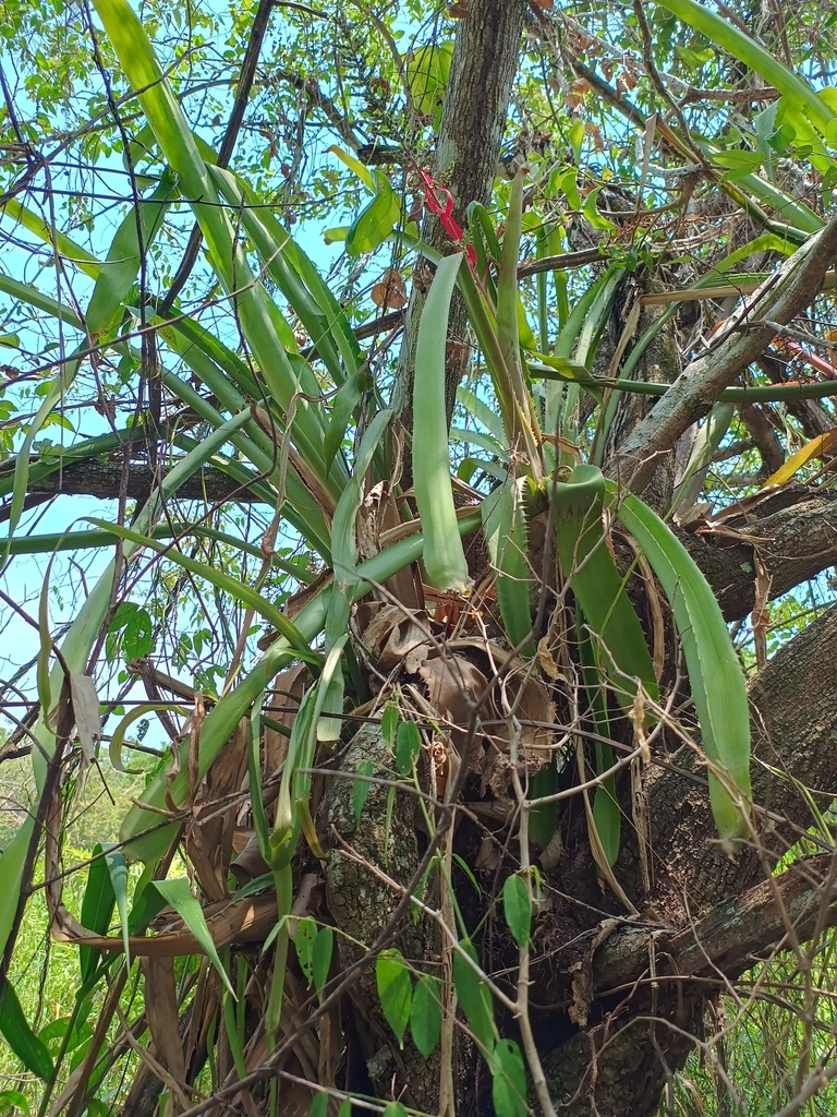 vase bromeliad from Palizada, Camp., México on May 31, 2025 at 01:01 PM ...