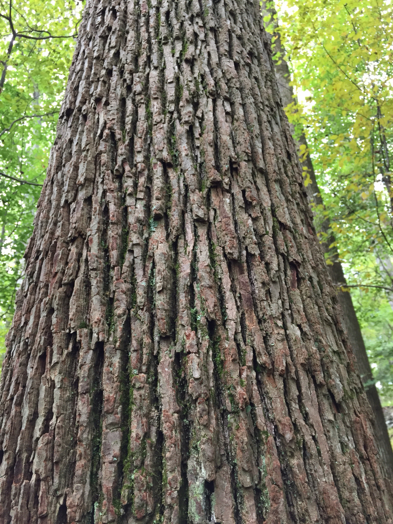 Cucumber-tree (Magnolia acuminata) - Botanical Realm
