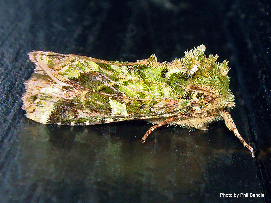 Mahoe-stripper moth from Merrilands, New Plymouth on October 07, 2016 ...