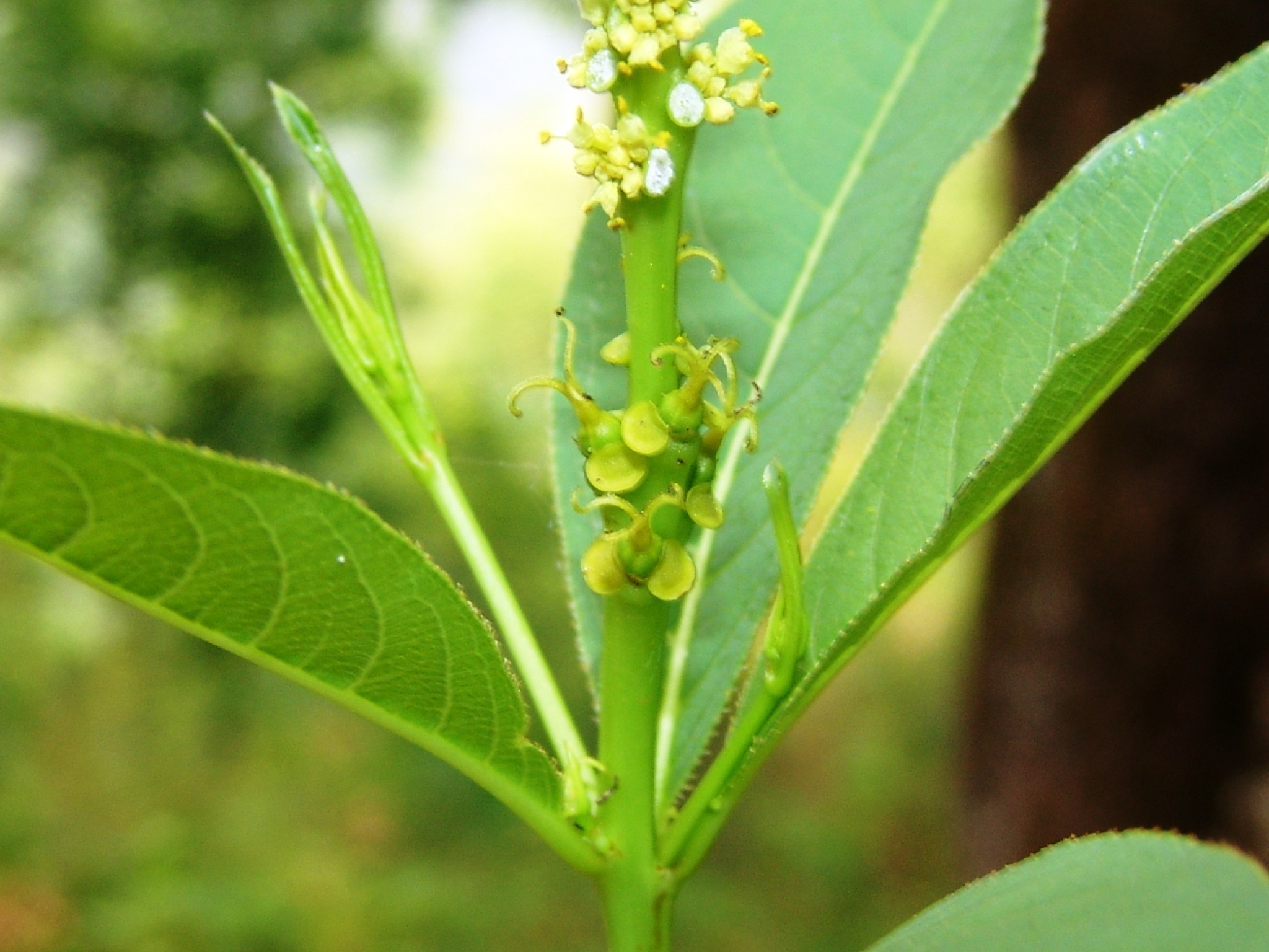 Sapium macrocarpum Müll.Arg.