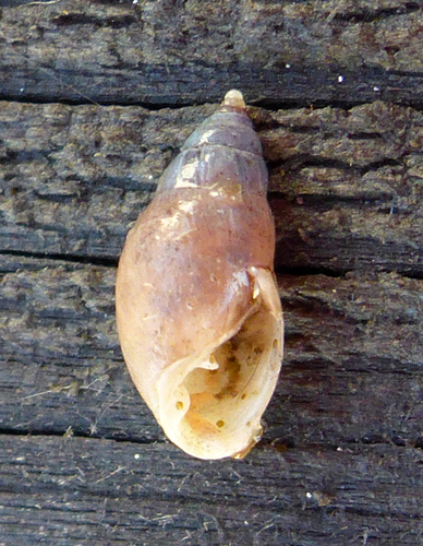 Mouse-eared Snail (Mollusks Of the Outer Lands) · iNaturalist