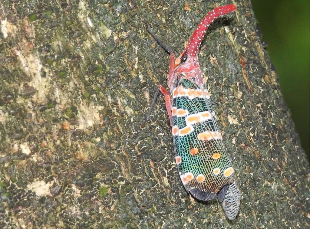 Litchi Lantern Bug from 沙田 on August 2, 2018 by Alan Kwok (King Lun ...