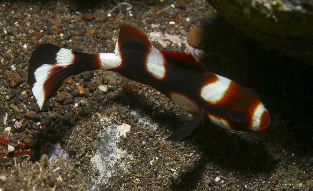 Oriental Sweetlips from Bali, Indonesia on May 16, 2004 at 12:08 AM by ...