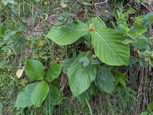 Neonauclea truncata · iNaturalist