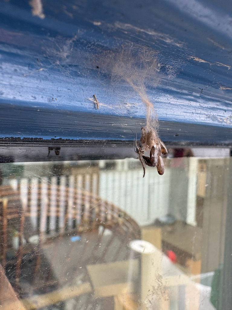 Non-biting Midges from Vancouver, BC, CA on May 31, 2025 at 01:43 PM by ...