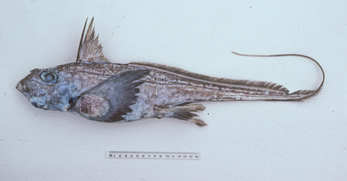 Hydrolagus marmoratus · iNaturalist Ecuador