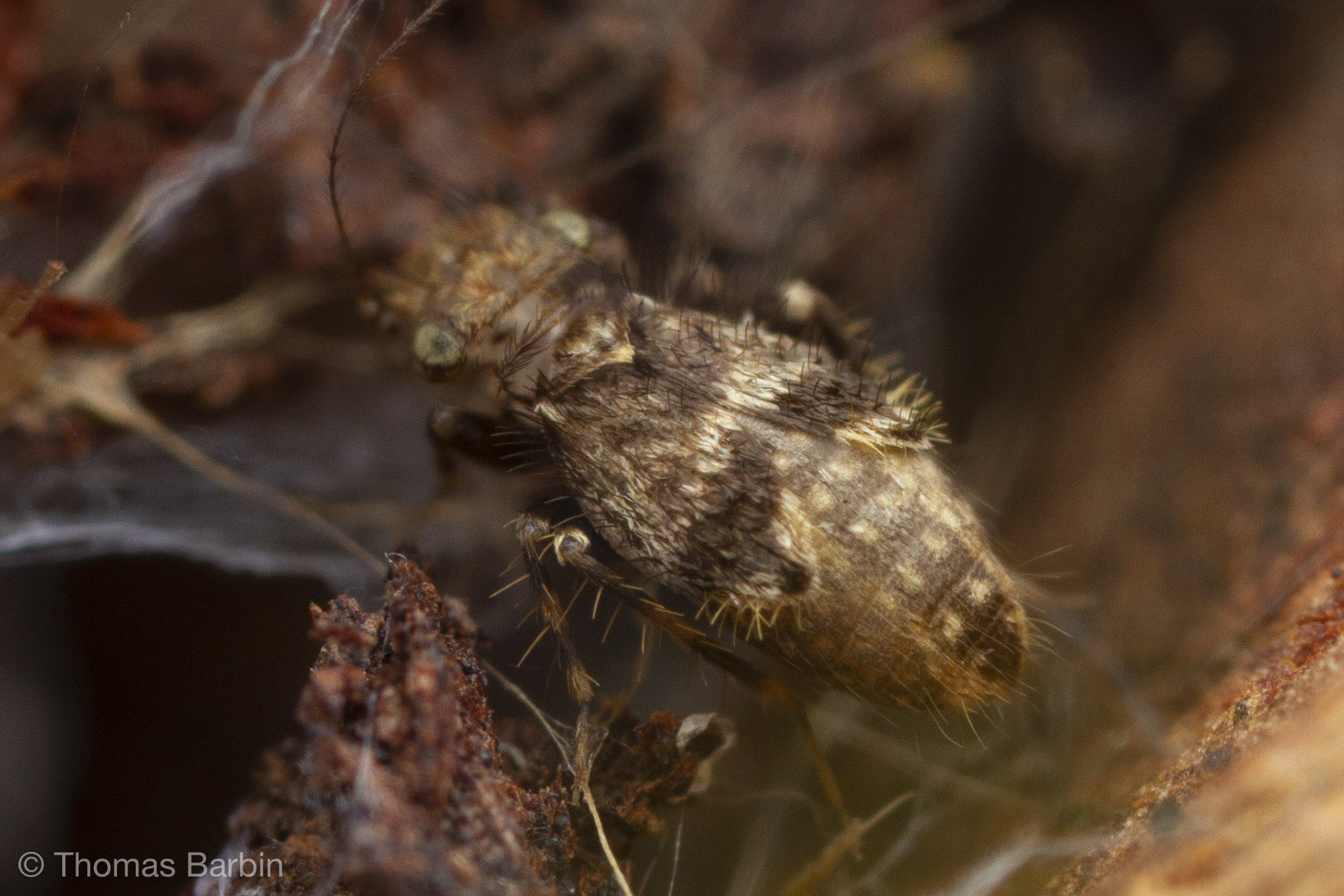 Pteroxanium kelloggi (Ribaga, 1905)