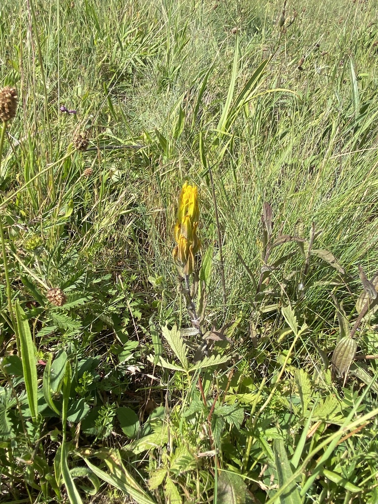 Golden Paintbrush from Finley Refuge Rd, Corvallis, OR, US on May 19 ...