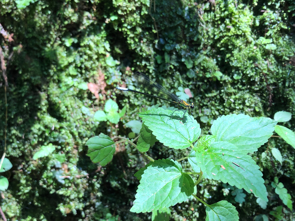 Caliphaea consimilis from Ehong Road Wannian Temple Parking Lot, Leshan ...