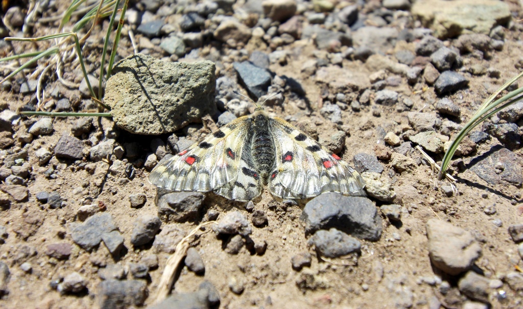Rocky Mountain Parnassian from Yellowstone National Park, Cody, WY, US ...