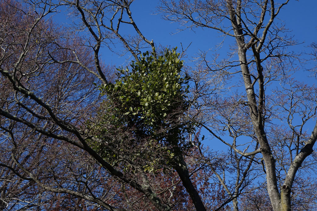 Green mistletoe in September 2019 by John Barkla. Occasional in exotic ...
