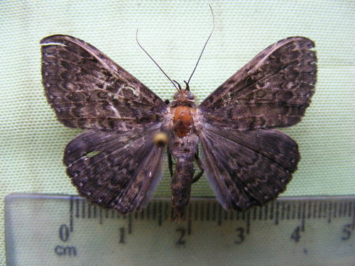 Genus Tavia · iNaturalist