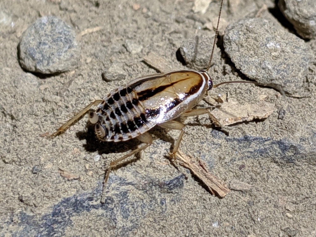 Three-lined Cockroach from EBMUD, Contra Costa County, US-CA, US on ...