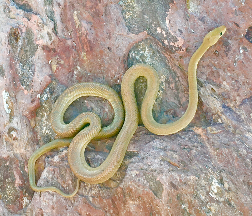 Baja California Ratsnake in October 2016 by Benjamin German · iNaturalist