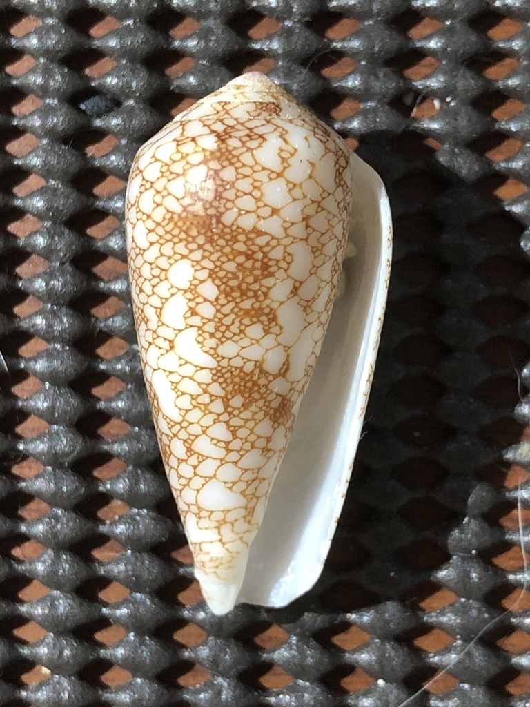 Omaria Cone from zamami on September 24, 2014 by Takaaki Hattori. 40mm ...