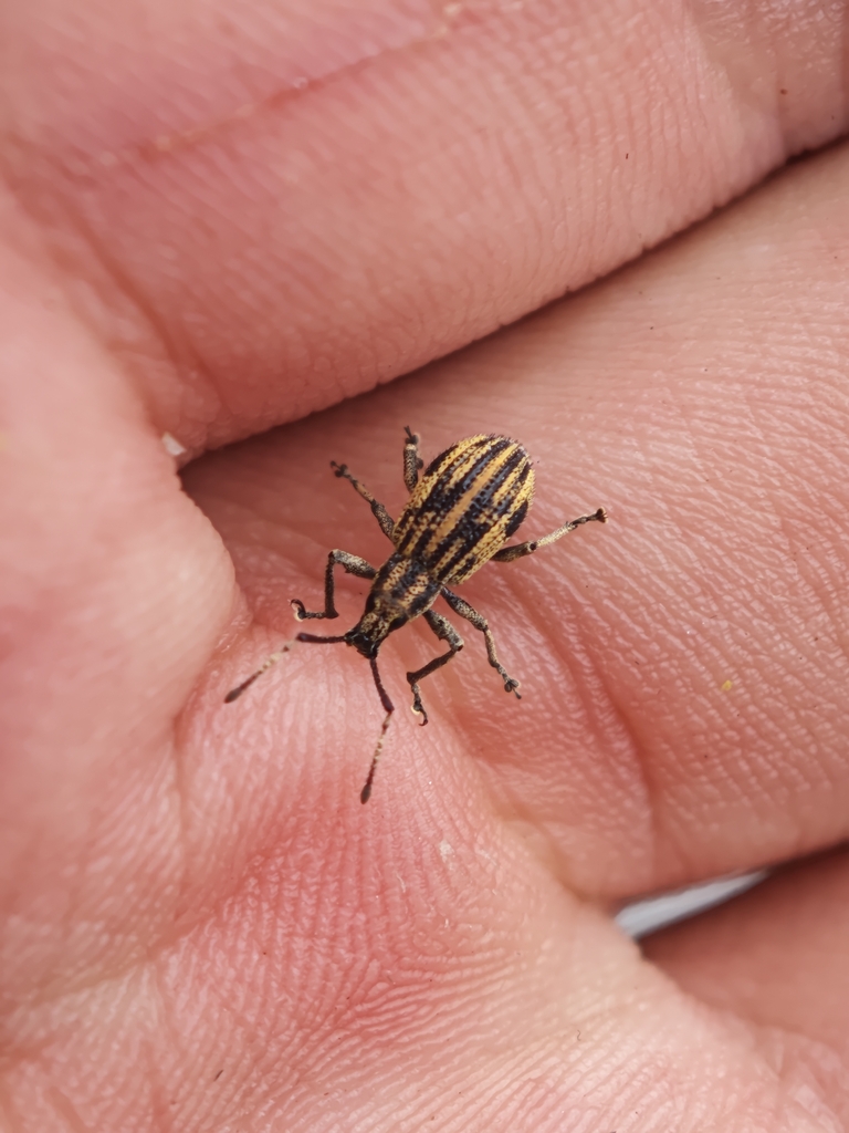 Myllocerinus ochrolineatus from 福建省三明市建宁县濉溪镇建宁坪岗度假酒店闽江源生态旅游区 on June 1 ...