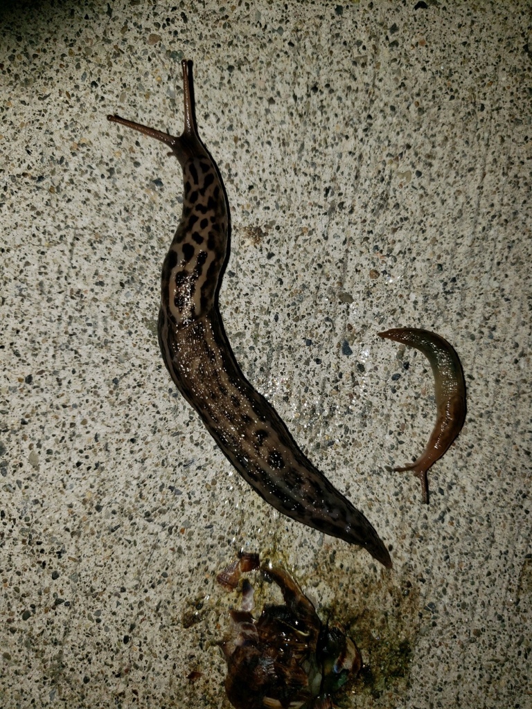 Leopard Slug from 401 8th St SW, Auburn, WA, US on September 15, 2019 ...