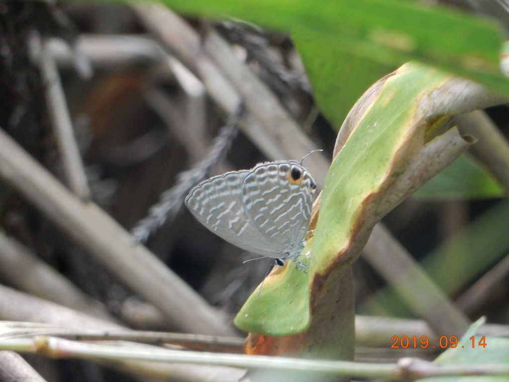 Jamides alecto dromicus from 264台灣宜蘭縣員山鄉雙連埤 on September 14, 2019 at 09 ...