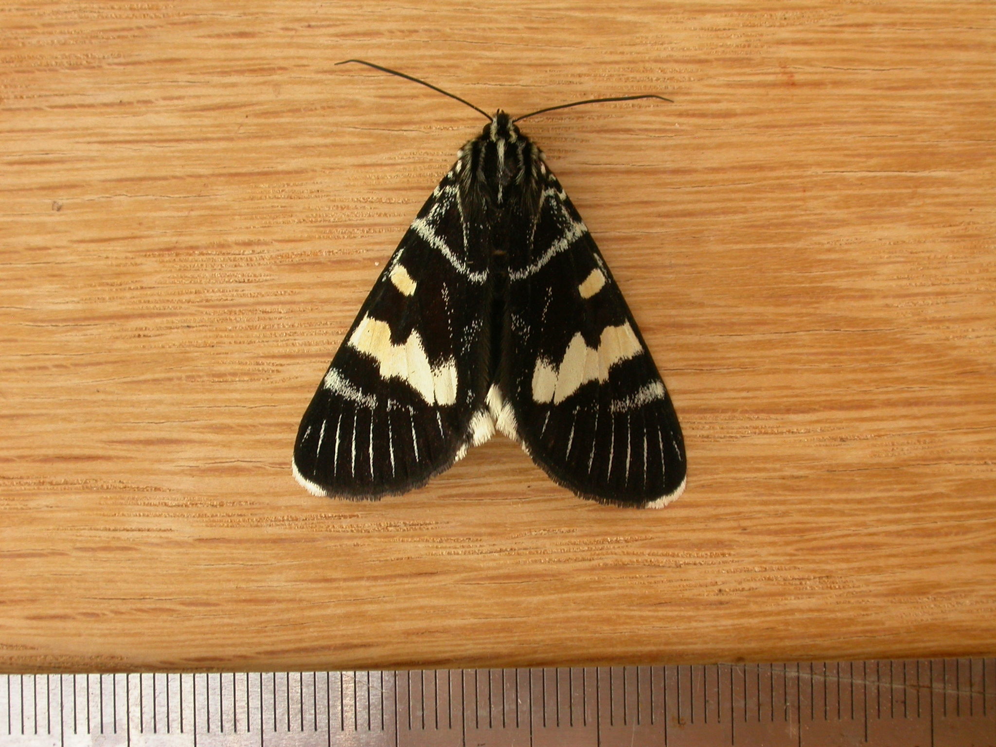 Grapevine Moths European Grapevine Moth European Grape Worm Stock