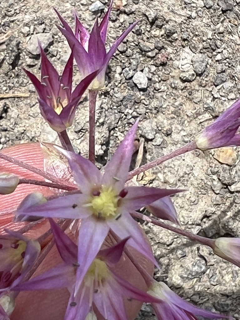 Allium atrorubens - Our Native Plants