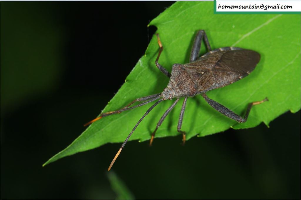 Ochrochira qingshanensis from Wuling Mountain on May 30, 2019 at 08:48 ...
