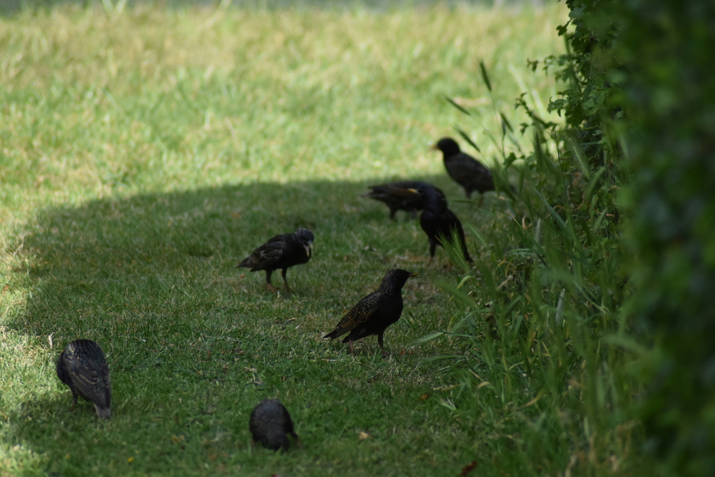 European Starling from London, UK on May 31, 2025 at 03:27 PM by maxm89 ...